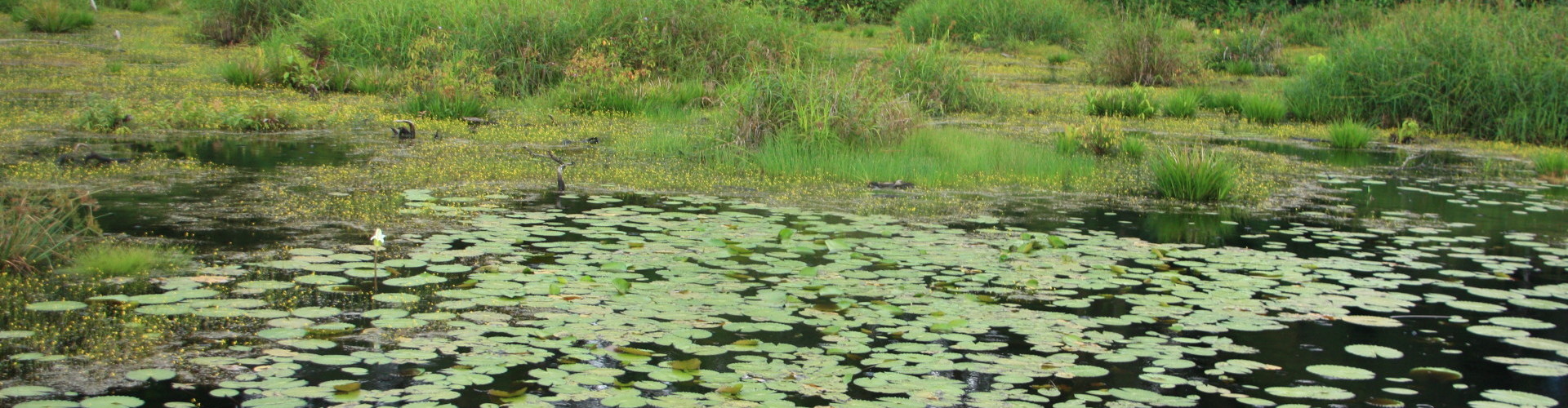 Healthy Wetland Nature - Wetlands International Malaysia