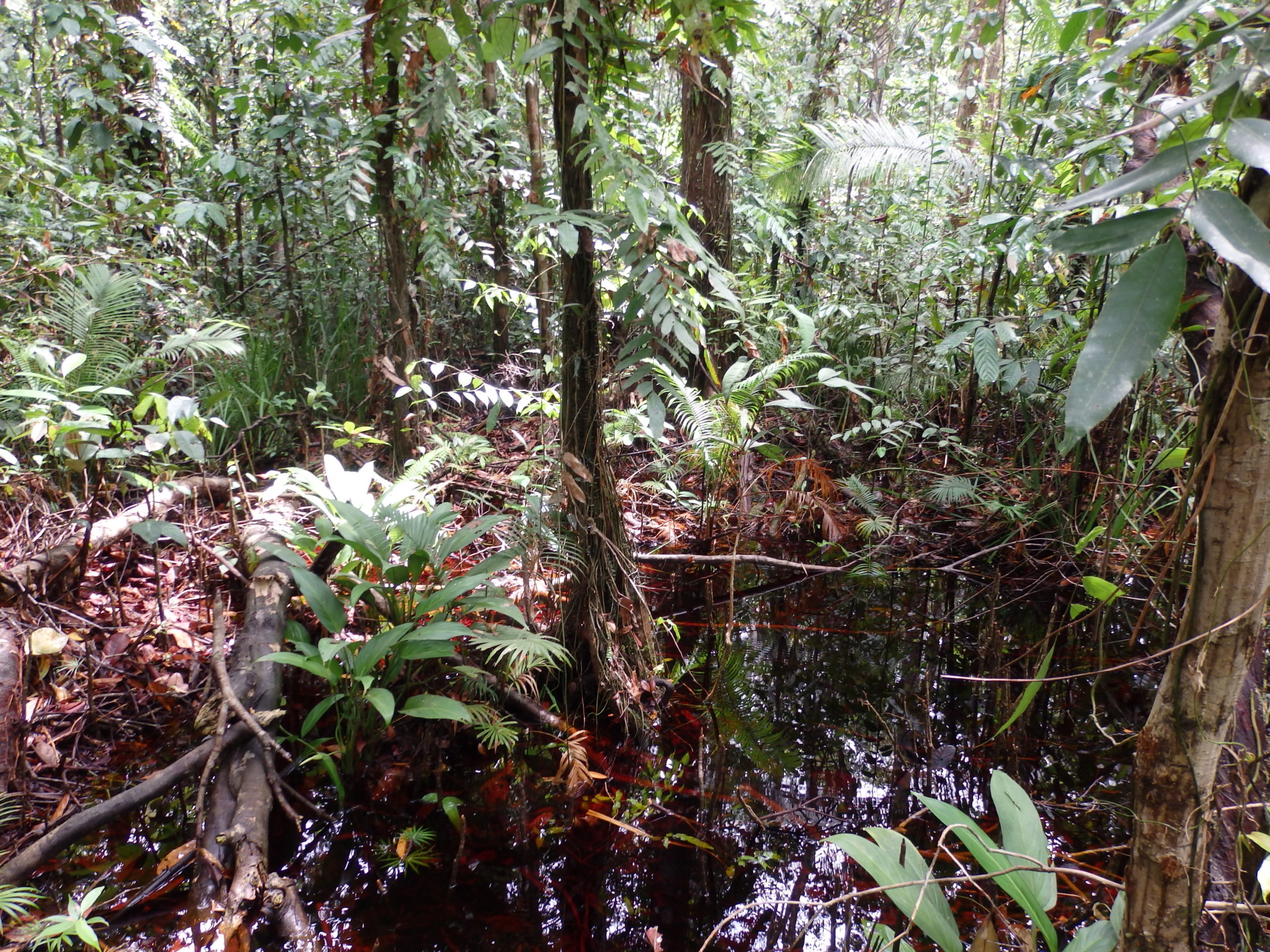 Peatland Treasures - Wetlands International Malaysia