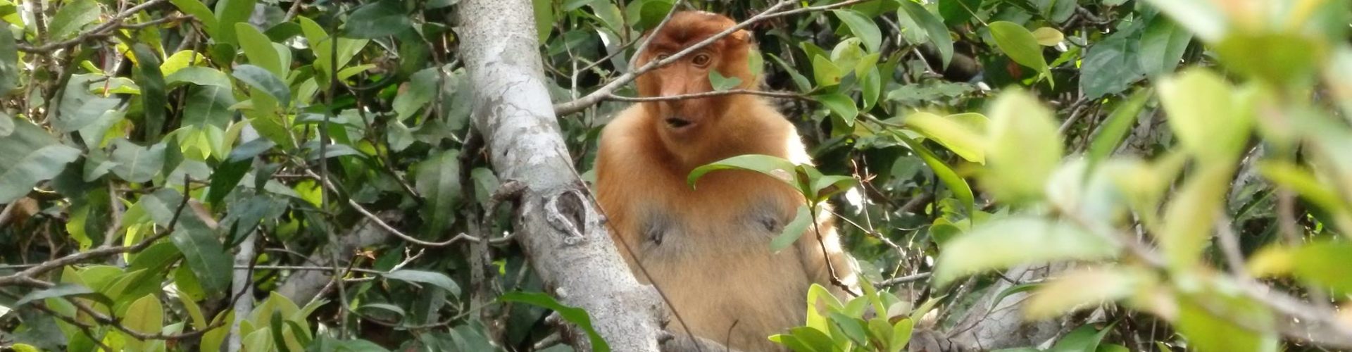 Healthy Wetland Nature - Wetlands International Malaysia