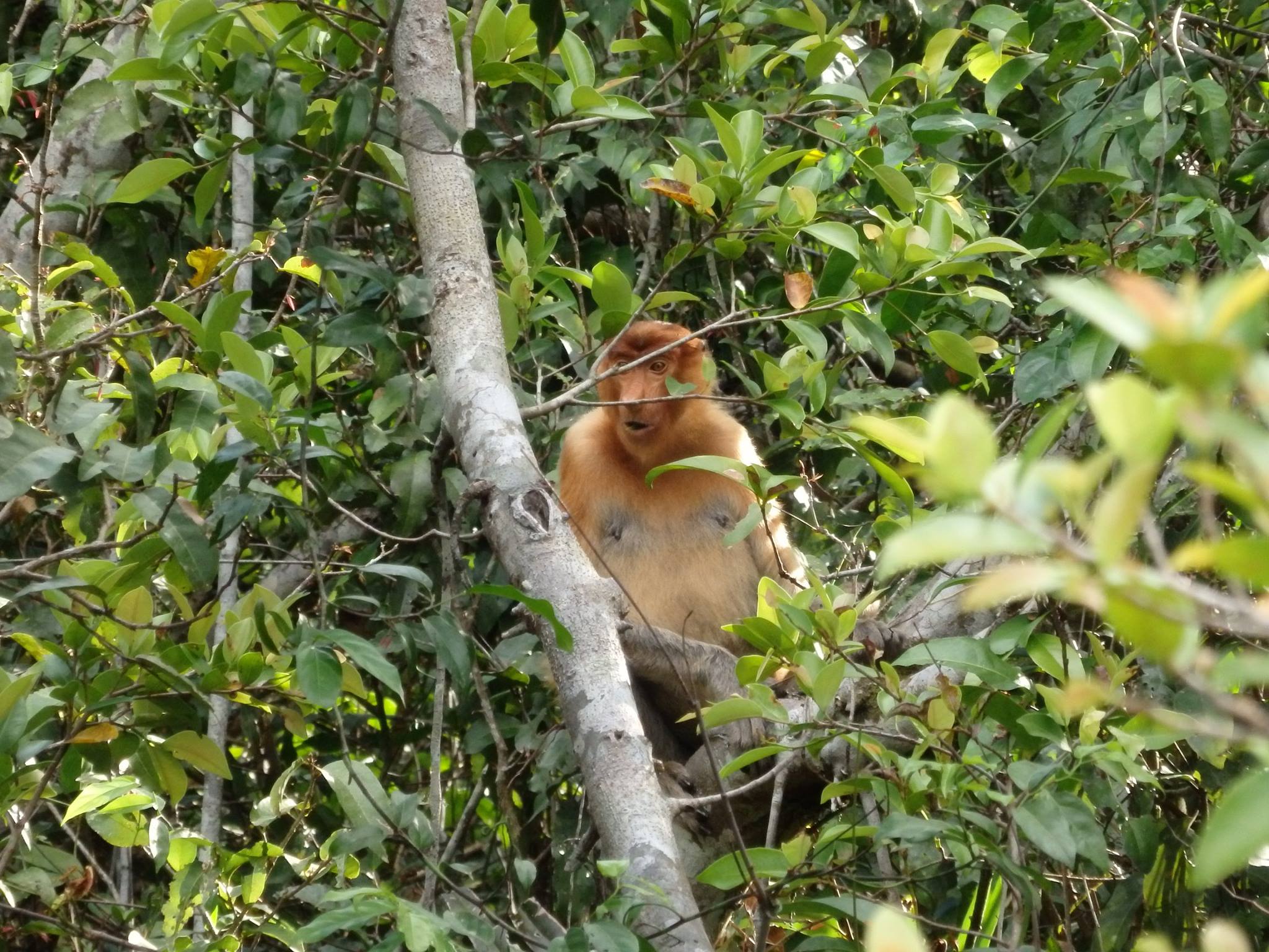 Healthy Wetland Nature - Wetlands International Malaysia