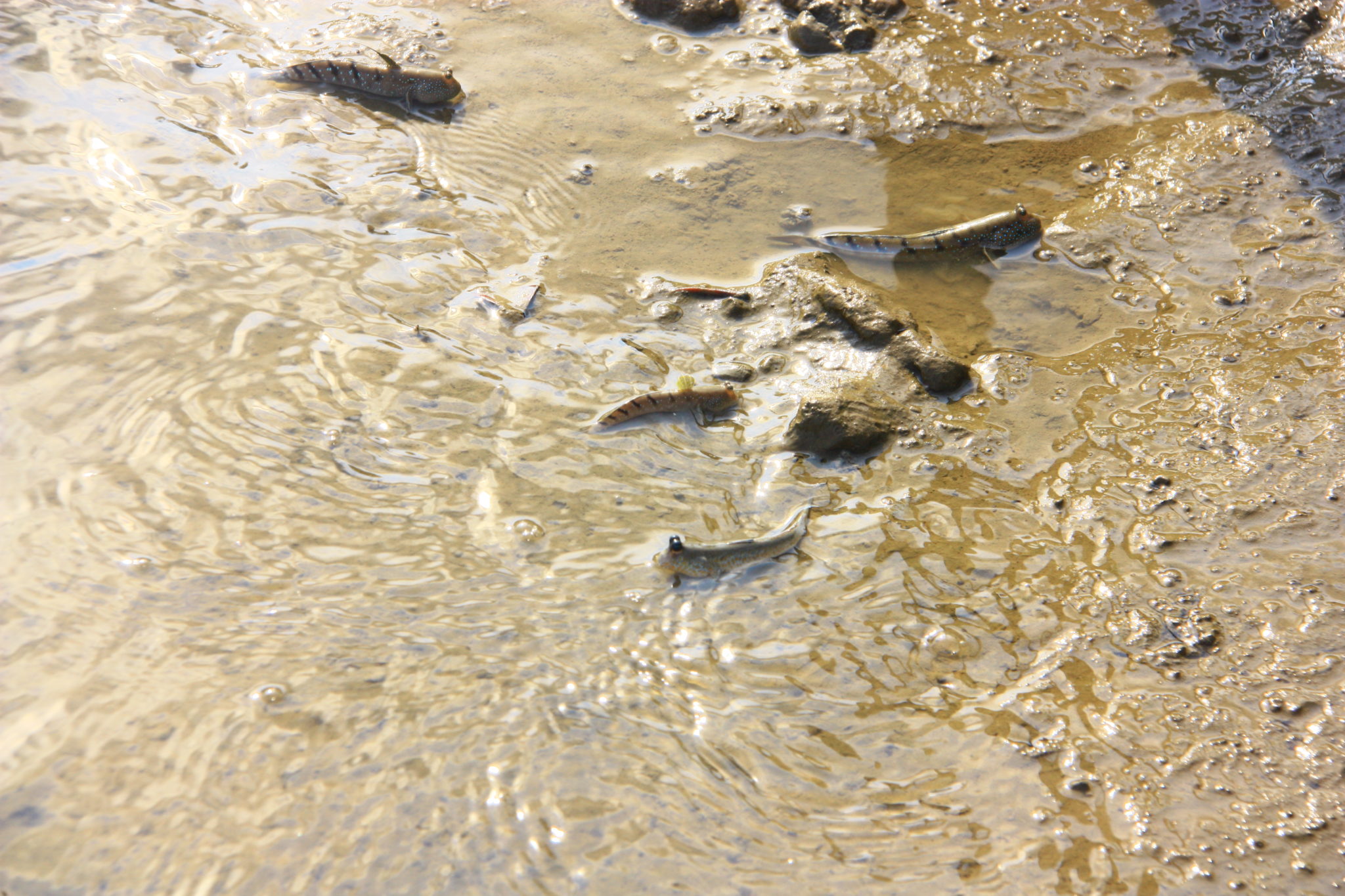 Healthy Wetland Nature - Wetlands International Malaysia