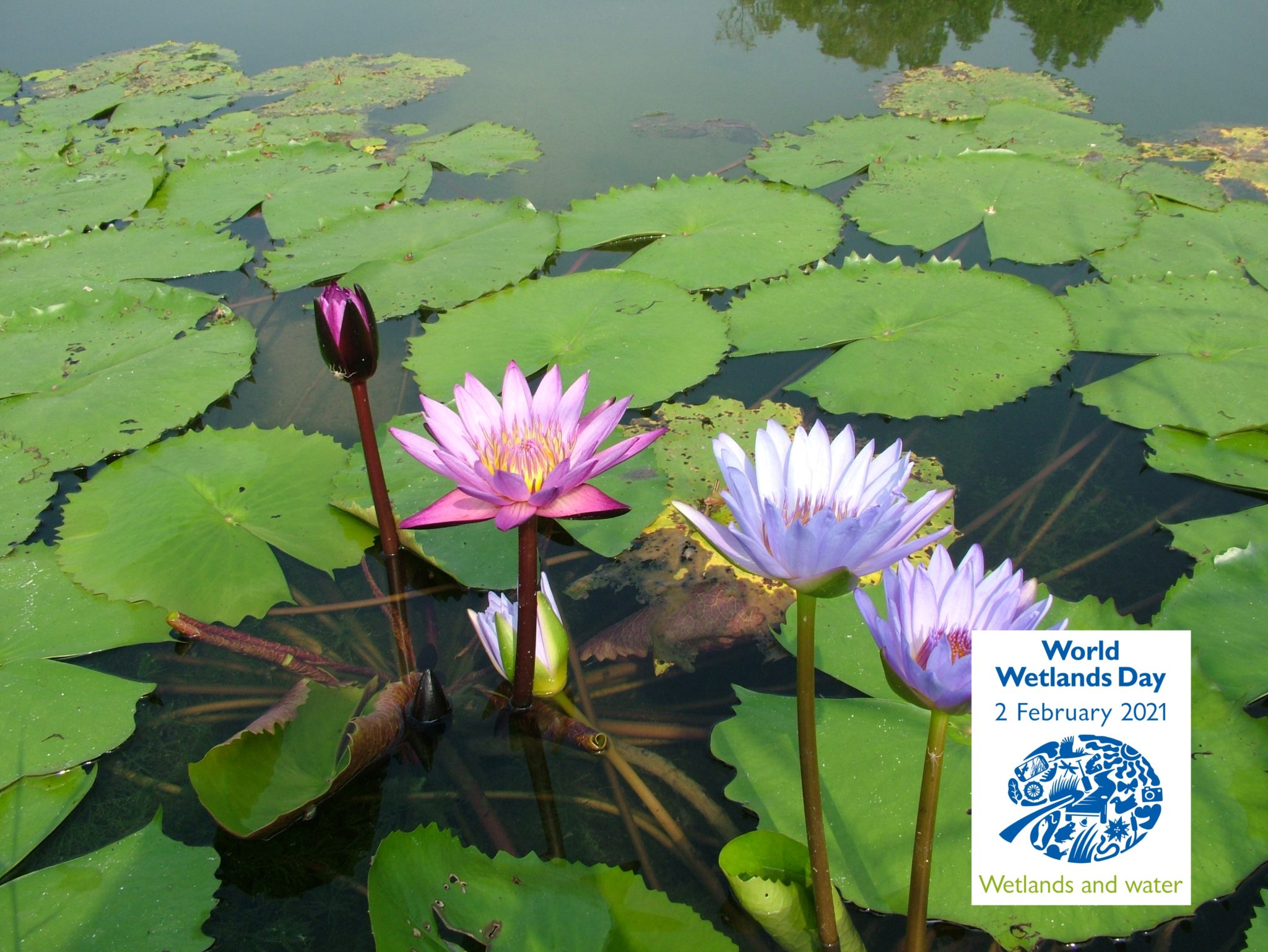 Nymphaea sp.(NYMPHAEACEAE) (1) - Wetlands International Malaysia
